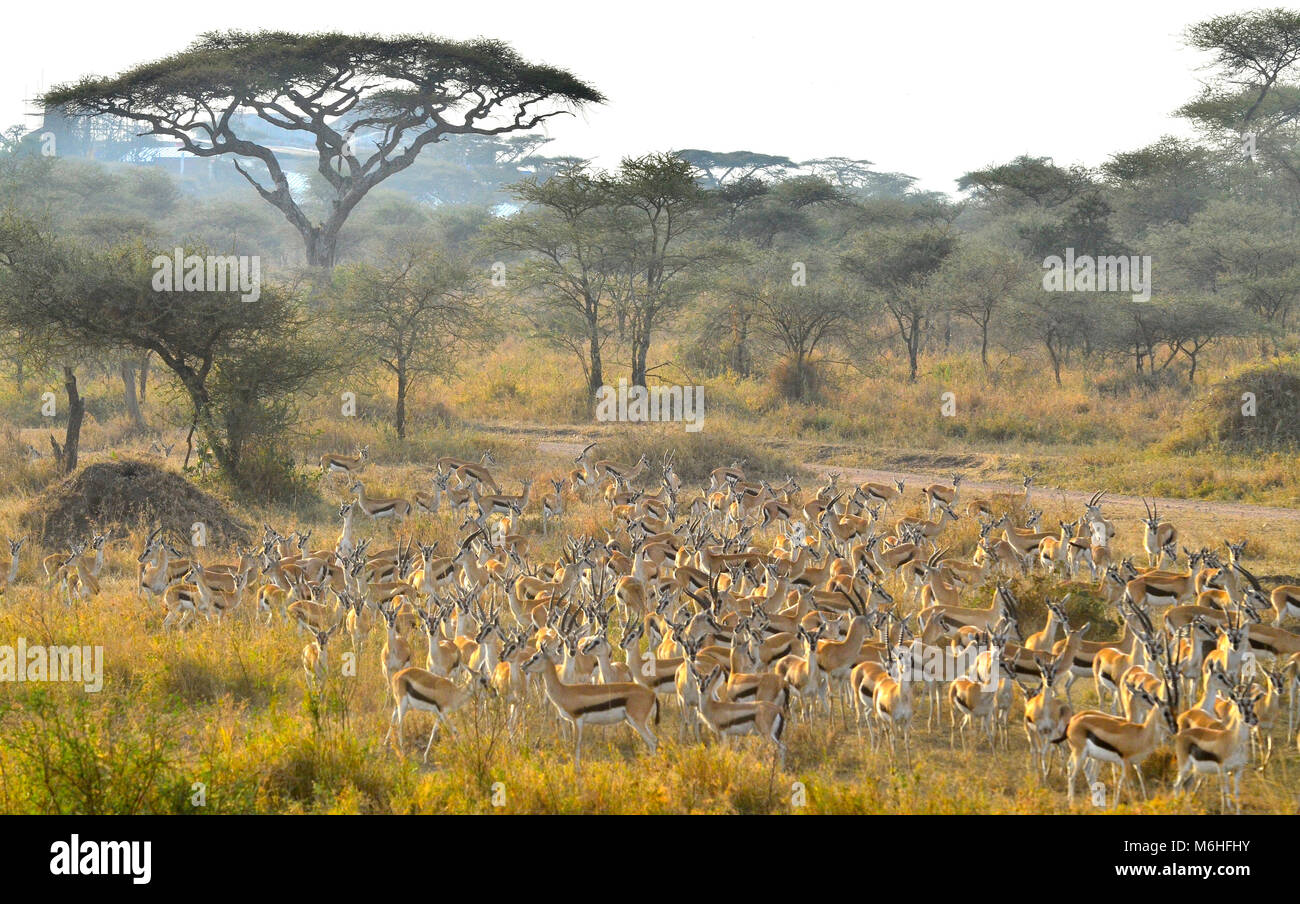 Serengeti Nationalpark in Tansania, ist einer der spektakulärsten ...