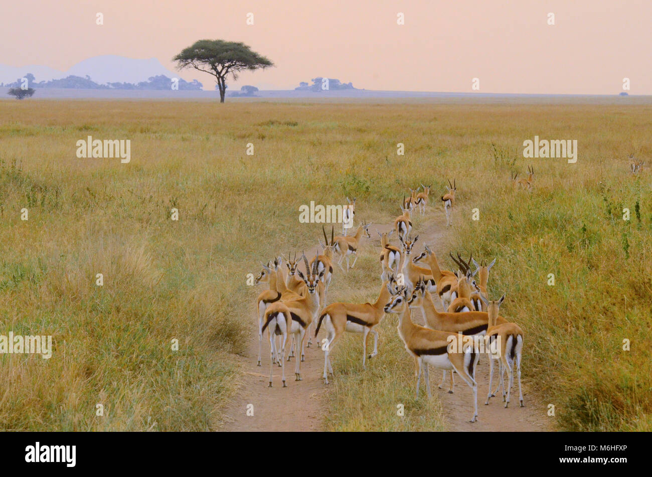 Serengeti Nationalpark in Tansania, ist einer der spektakulärsten ...