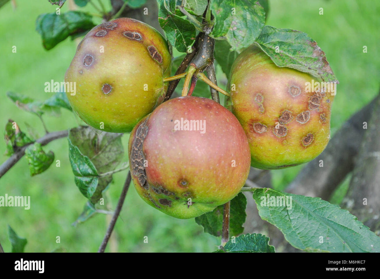 Fungal cultures -Fotos und -Bildmaterial in hoher Auflösung – Alamy