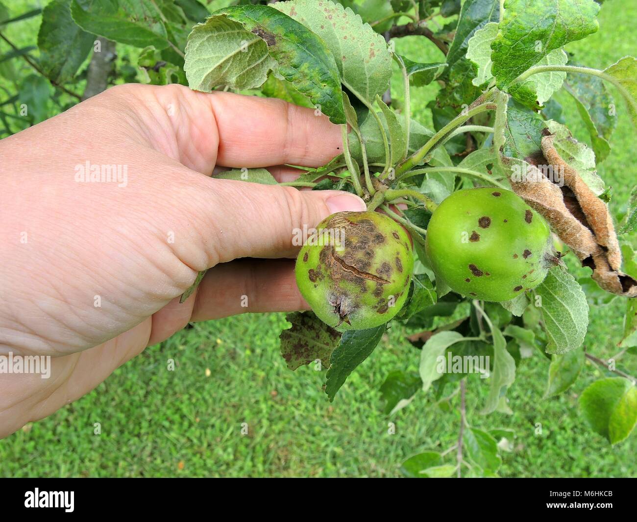 Fungal cultures -Fotos und -Bildmaterial in hoher Auflösung – Alamy