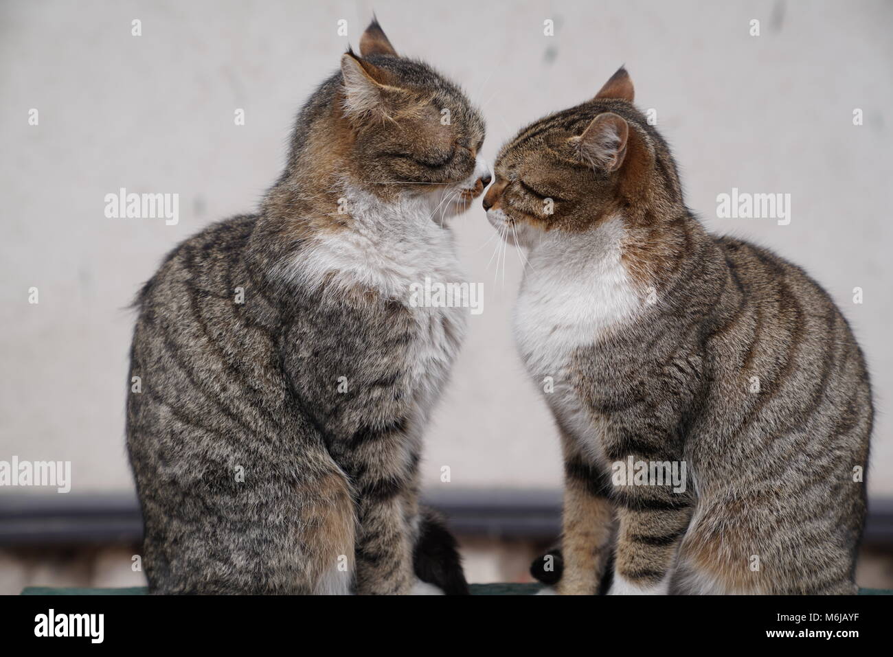Zwei graue Katzen sitzen und kuscheln miteinander Stockfotografie - Alamy