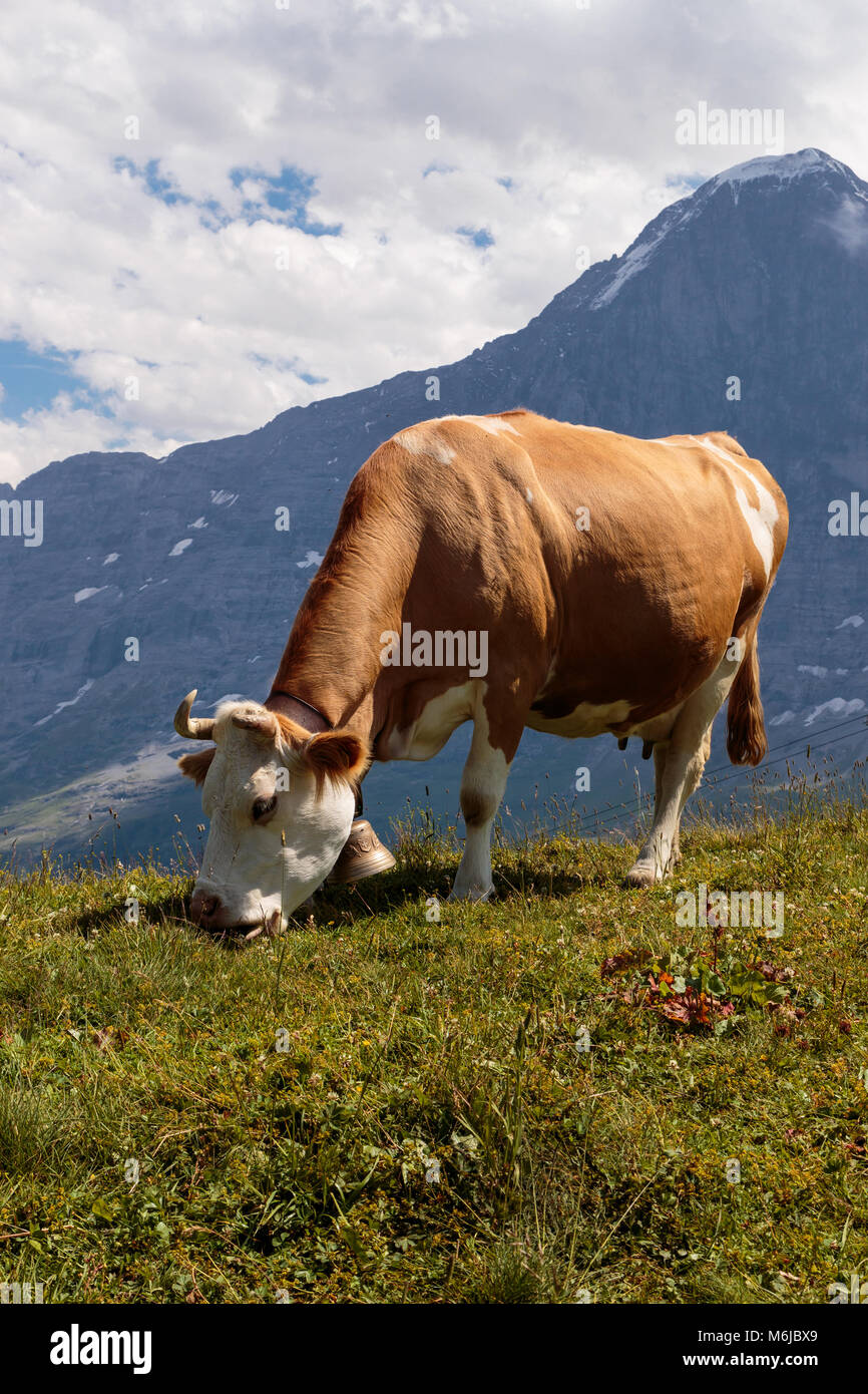 Alpine cow -Fotos und -Bildmaterial in hoher Auflösung - Seite 3 - Alamy