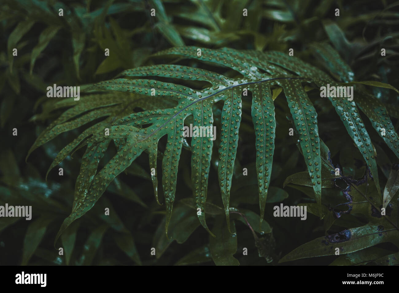 Angepasstes blatt -Fotos und -Bildmaterial in hoher Auflösung – Alamy