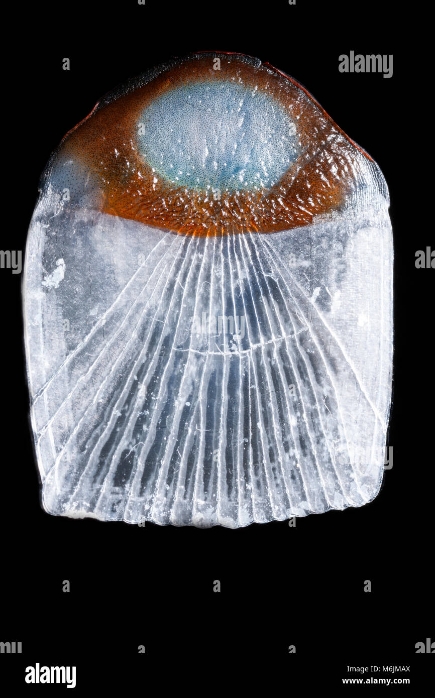 Struktur einer fischschuppe -Fotos und -Bildmaterial in hoher Auflösung ...