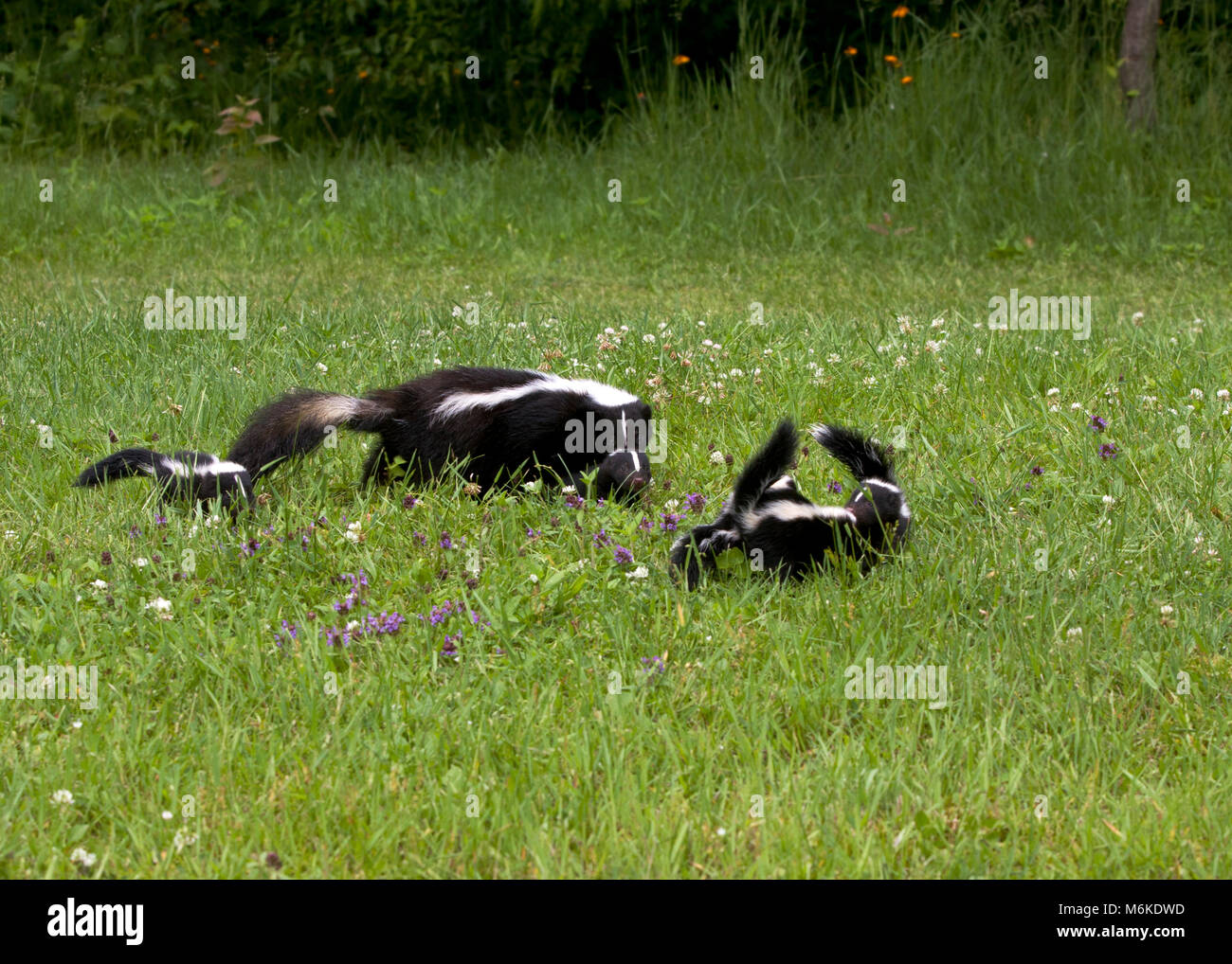 Baby stinktier -Fotos und -Bildmaterial in hoher Auflösung – Alamy