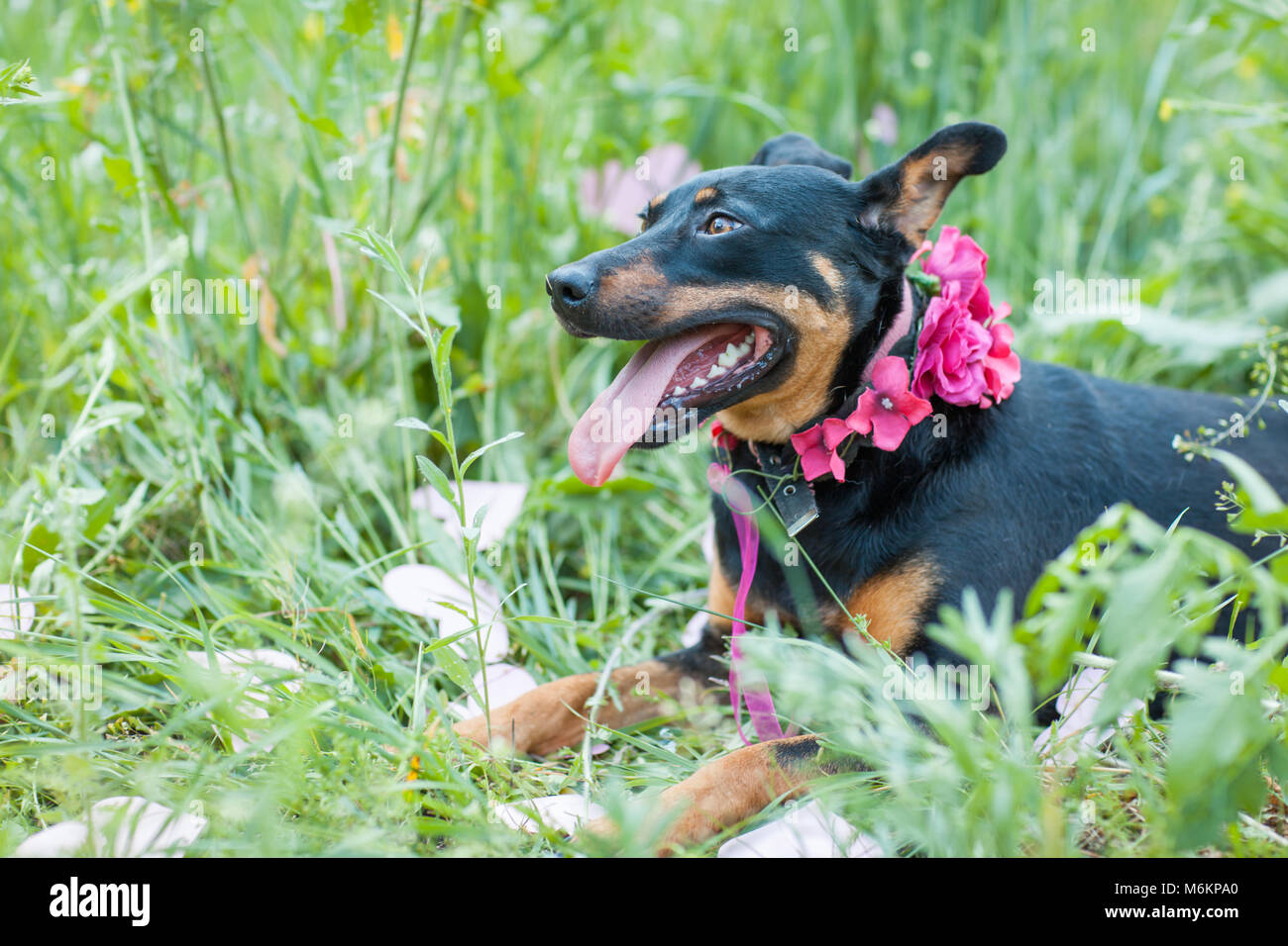 Schöner Hund sitzt im grünen Gras. Sie legte die Zunge heraus ...