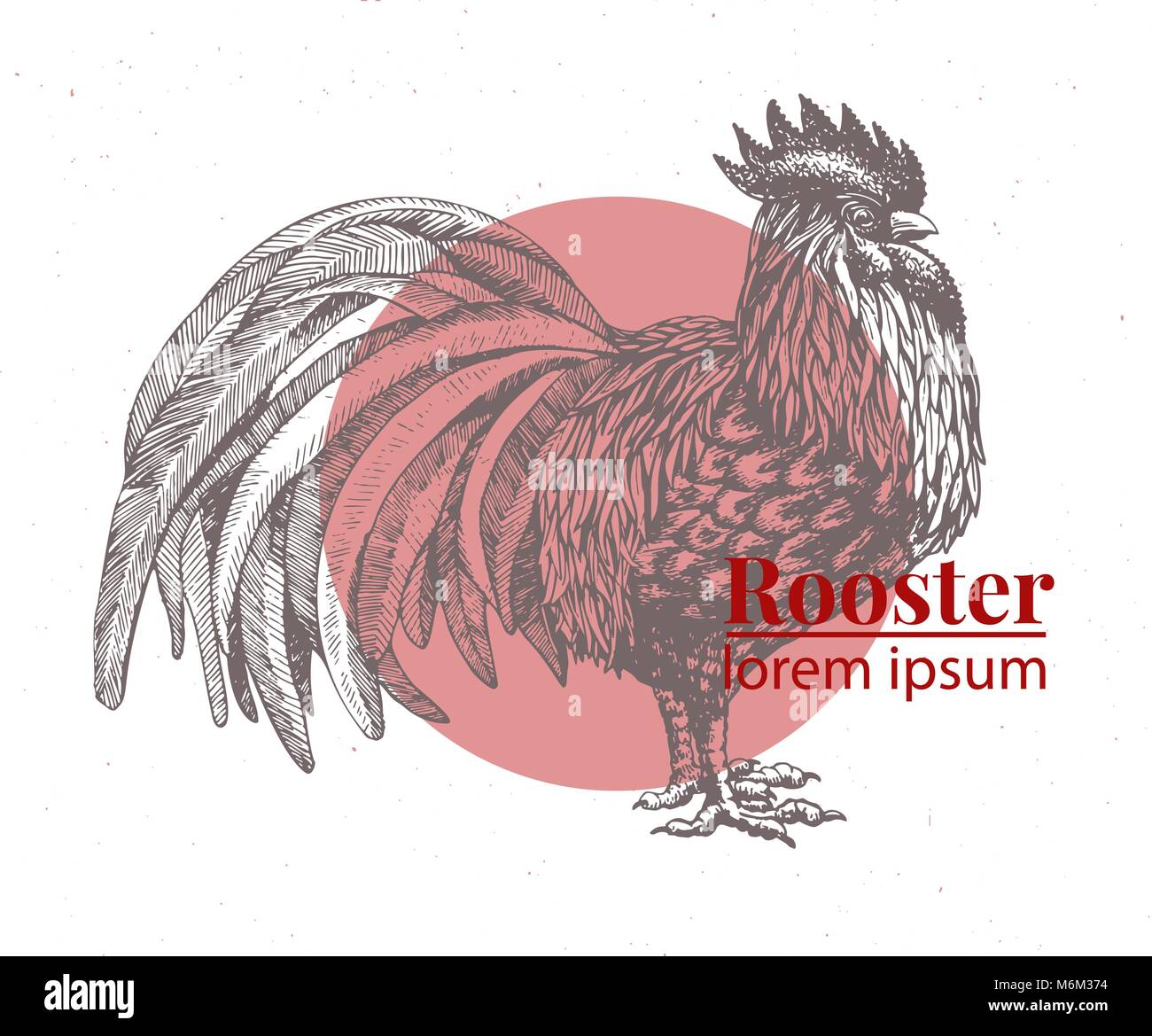 Vektor Hand gezeichnet Huhn Abbildung. Vintage Gravur Stil. Skizze farm ...