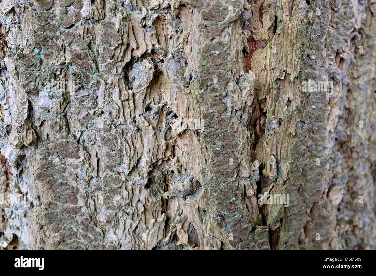 Baumstamm rinde -Fotos und -Bildmaterial in hoher Auflösung – Alamy