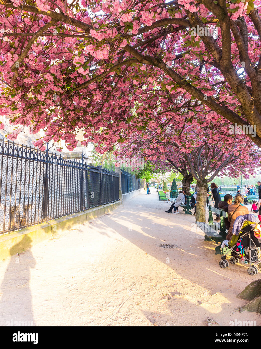 Pink flowers paris france europe -Fotos und -Bildmaterial in hoher ...