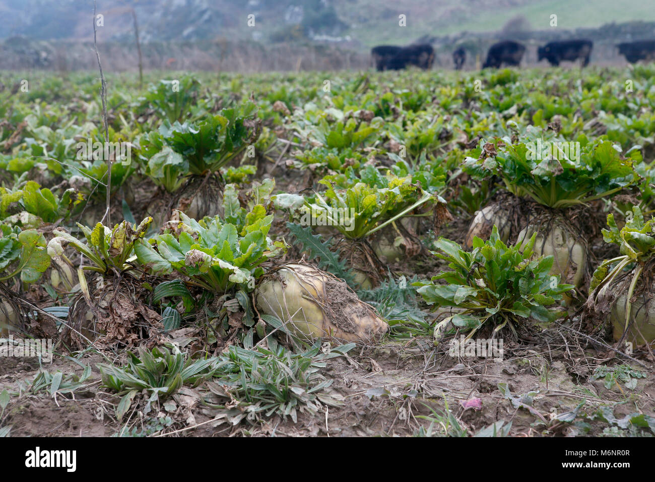 Mangold Wurzel Stockfotos und -bilder Kaufen - Alamy
