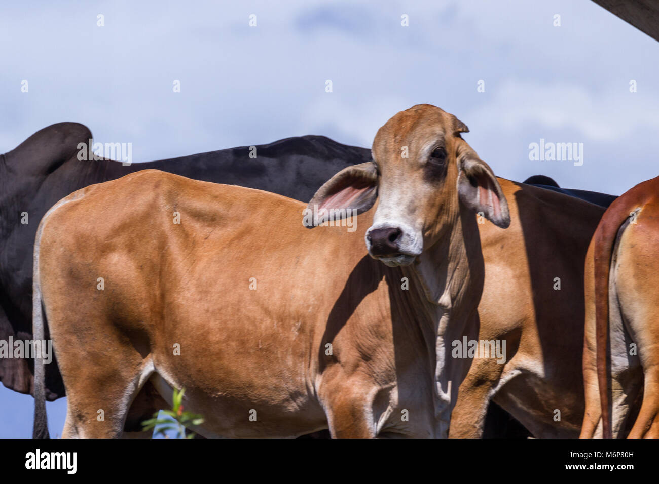 Junge aufmerksam Stiere in einer Wiese in Tilaran Costa Rica ...