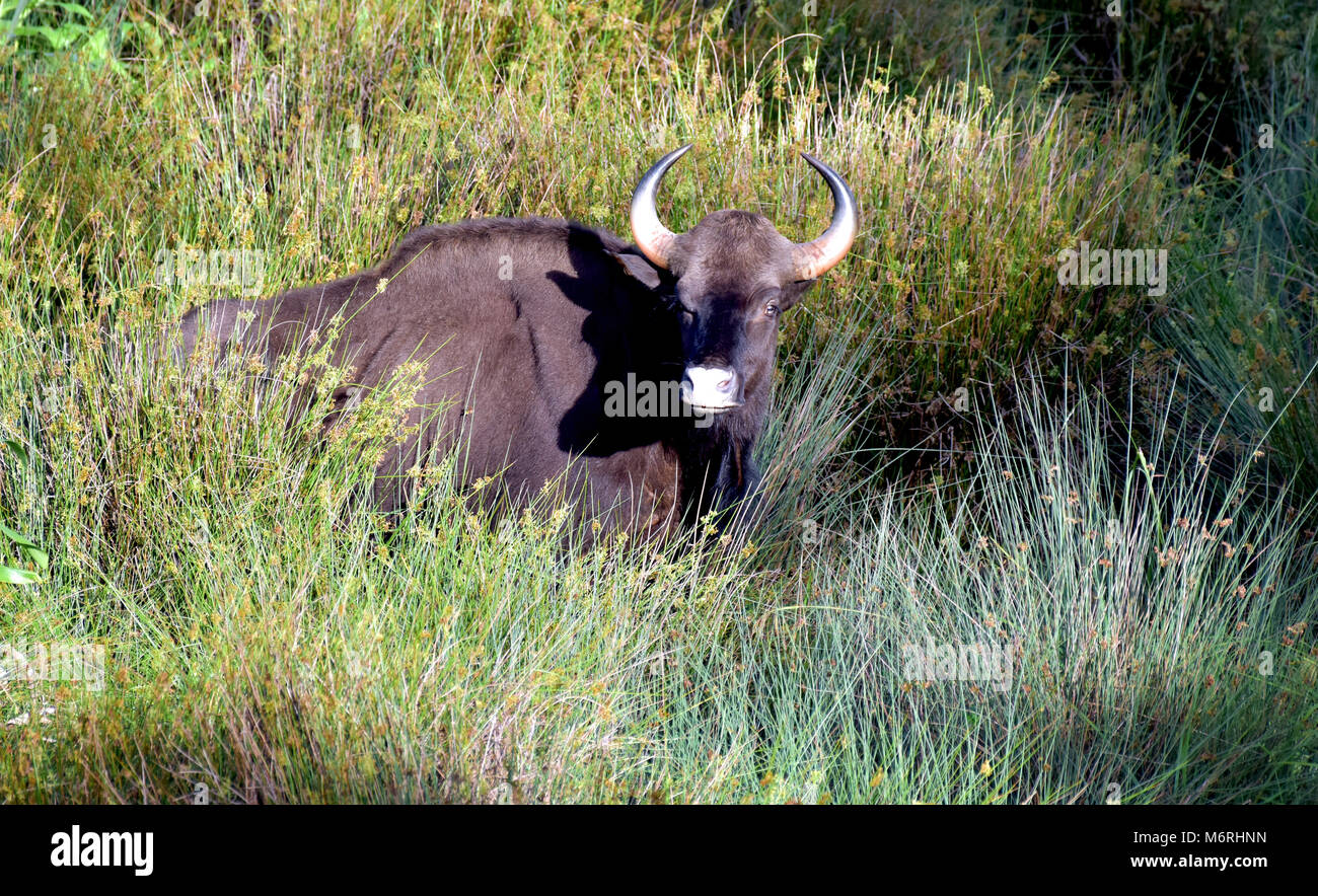Bison kerala -Fotos und -Bildmaterial in hoher Auflösung – Alamy