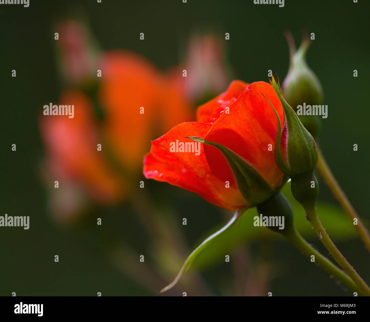 Rosa herzlich willkommen -Fotos und -Bildmaterial in hoher Auflösung ...