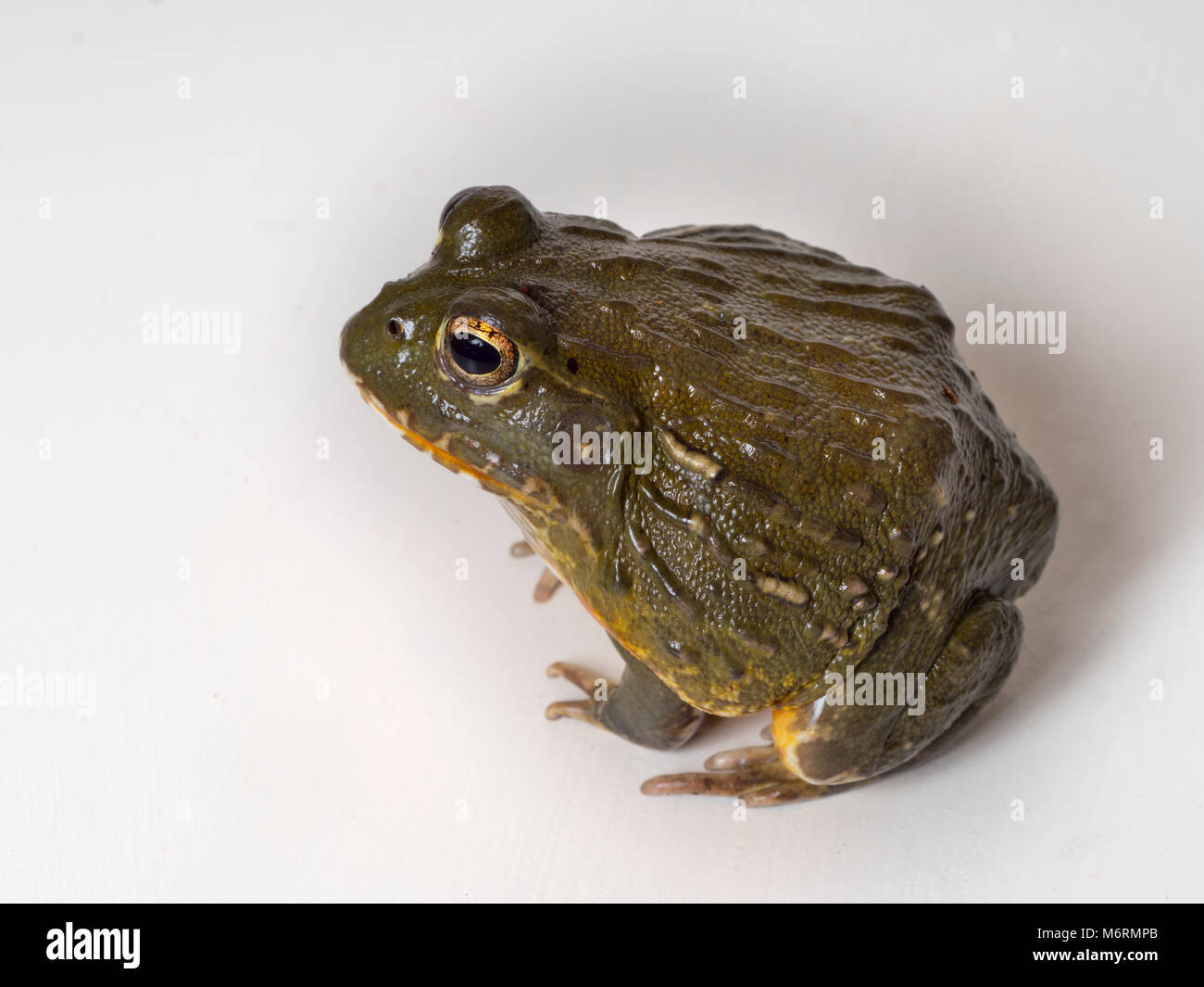 African Bullfrogs Stockfotos und -bilder Kaufen - Alamy