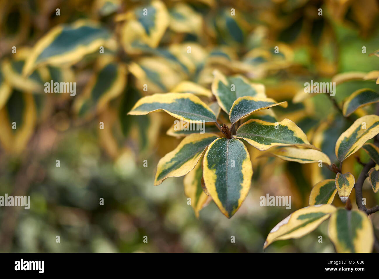 Elaeagnus pungens maculata -Fotos und -Bildmaterial in hoher Auflösung ...