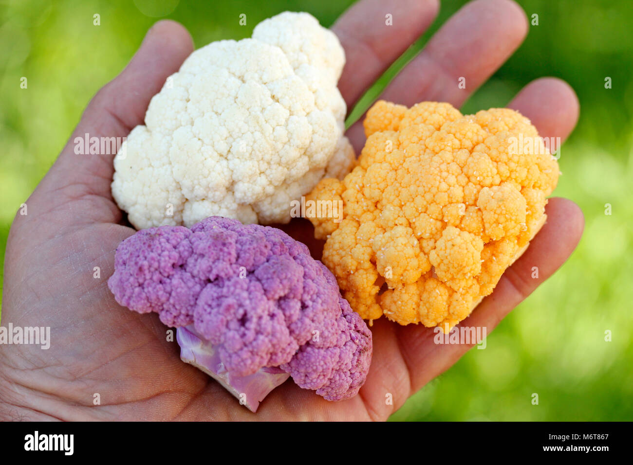 Drei blumenkohl -Fotos und -Bildmaterial in hoher Auflösung – Alamy