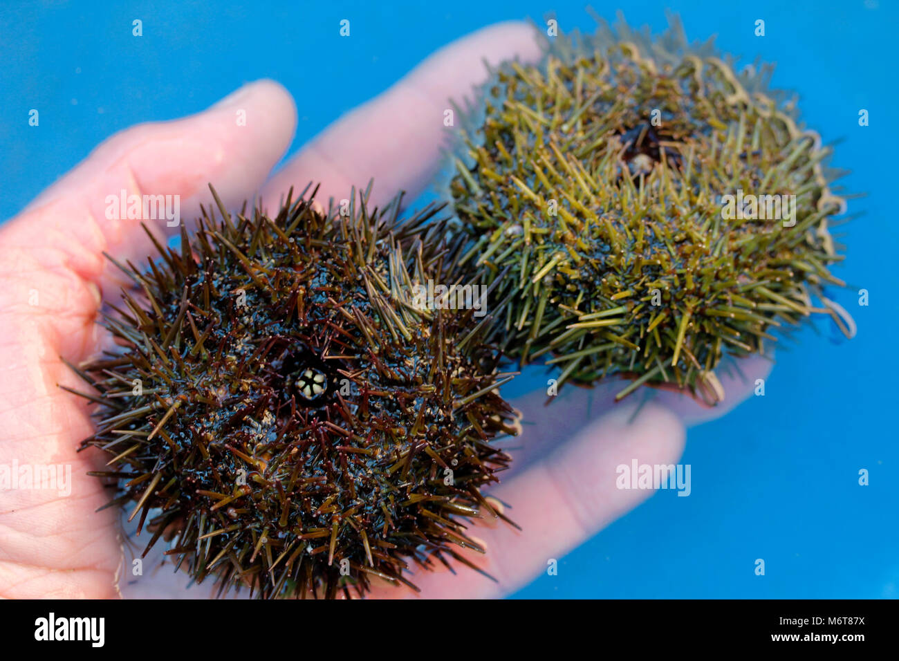 Essbare seeigel -Fotos und -Bildmaterial in hoher Auflösung – Alamy