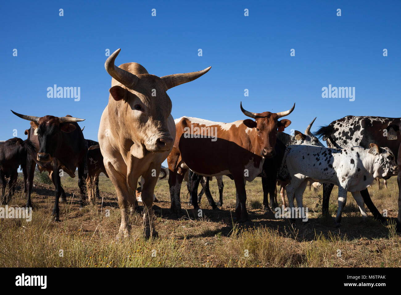 Nguni Rinder Stockfotos & Nguni Rinder Bilder - Alamy