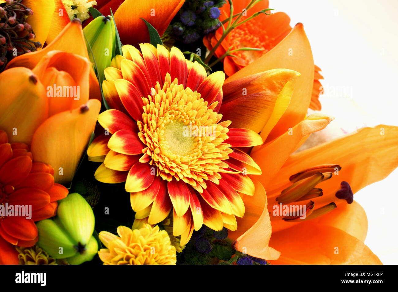 Einen Blumenstrauß. Rot, Gelb, Orange und Lila Blumen sind in einem ...