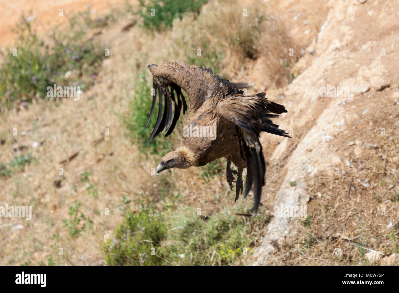 Geier ausziehen -Fotos und -Bildmaterial in hoher Auflösung – Alamy