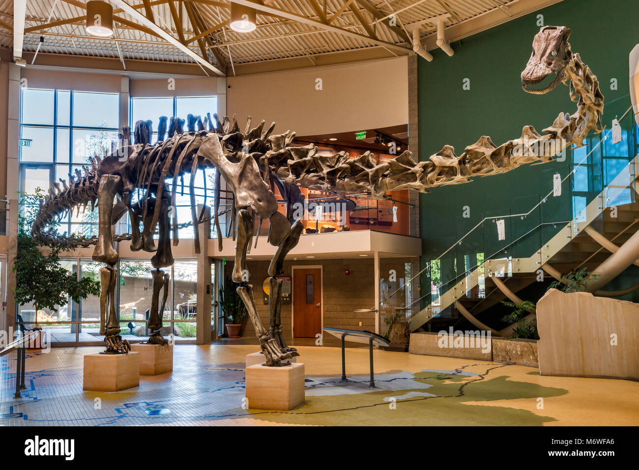 Diplodocus, Jura, Skelett cast in der Lobby von Utah Field House of ...