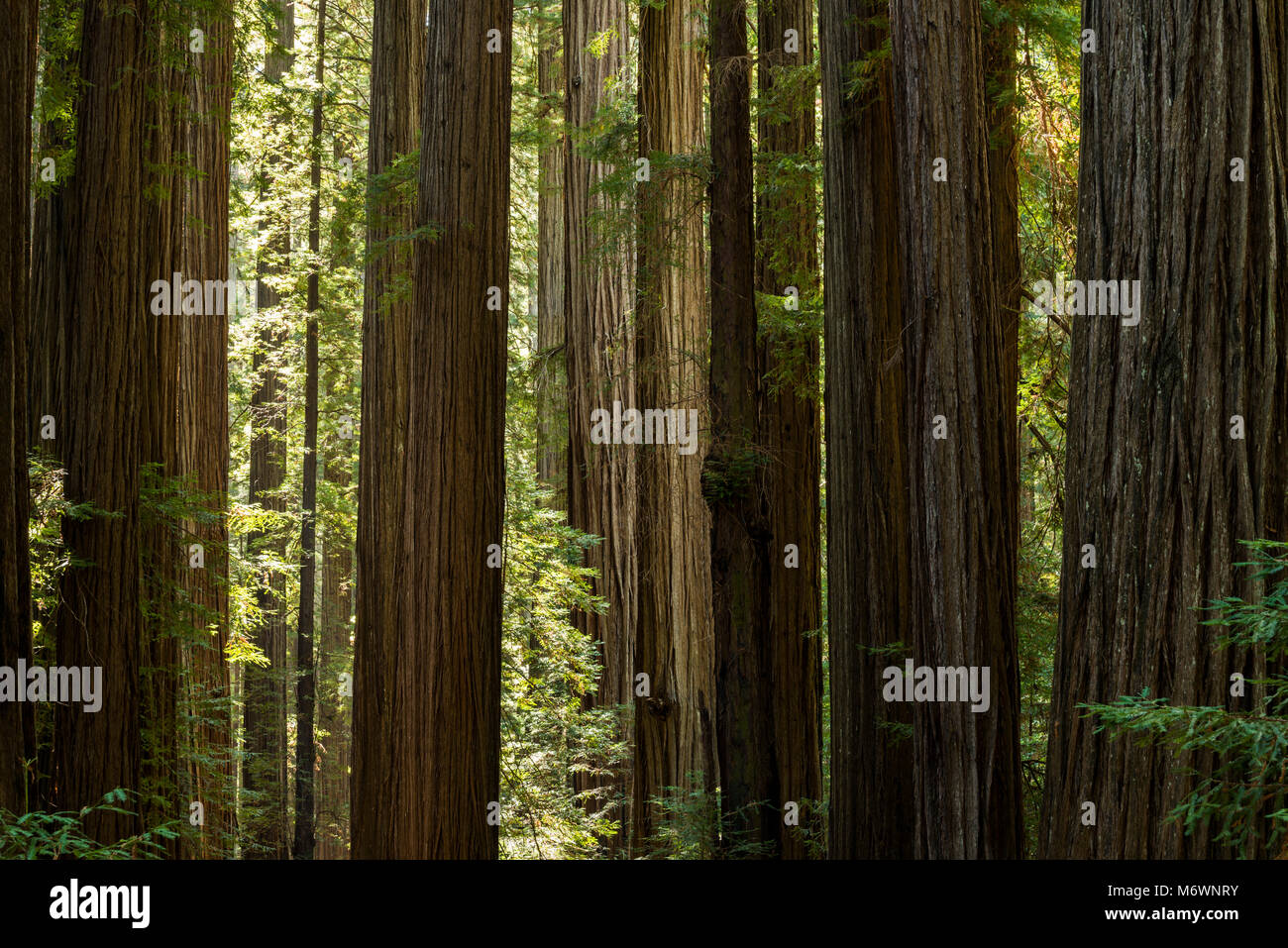 Riesige Mammutbäume im Humboldt Redwoods State und National Park ...