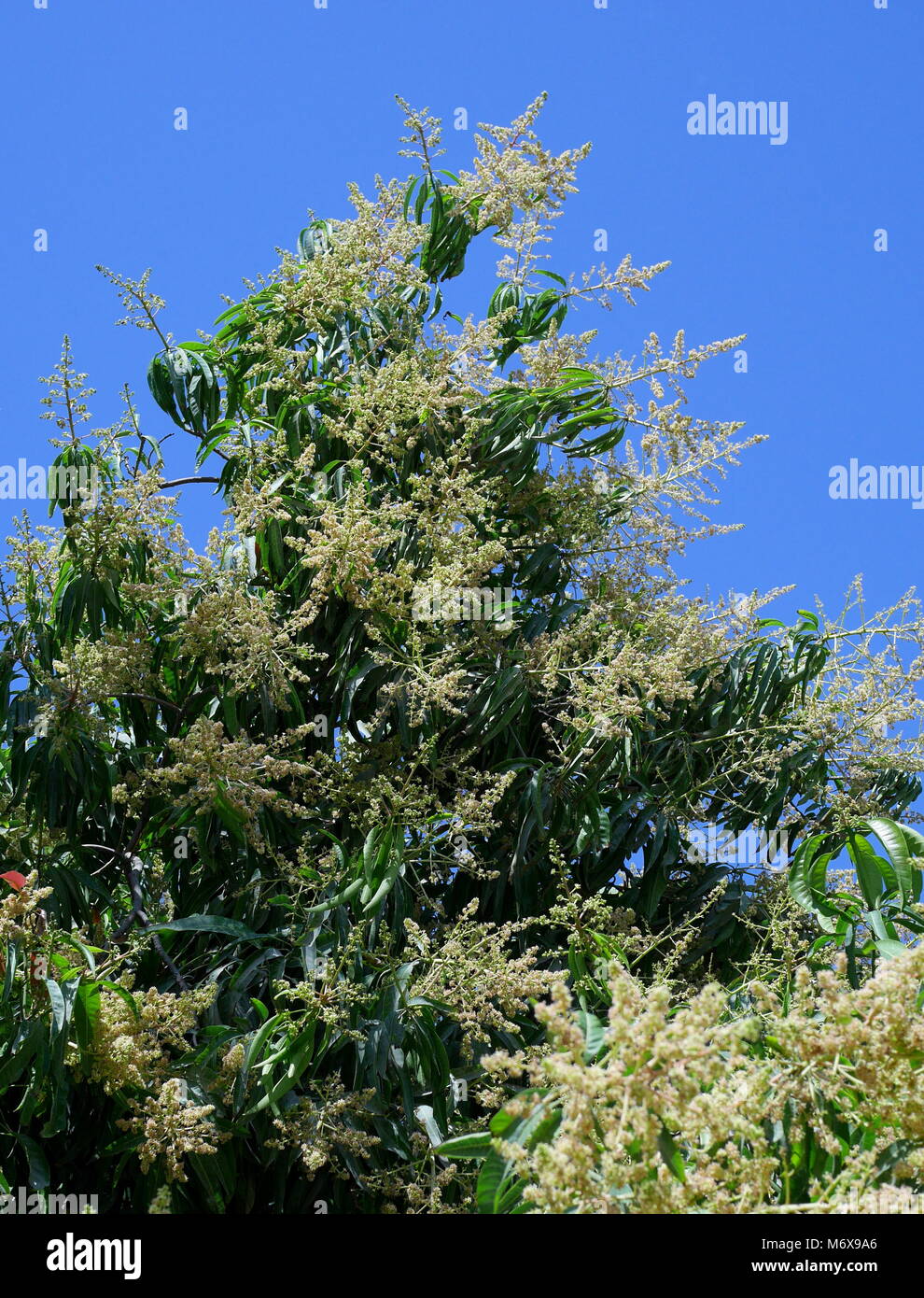 Mango tree flower -Fotos und -Bildmaterial in hoher Auflösung – Alamy
