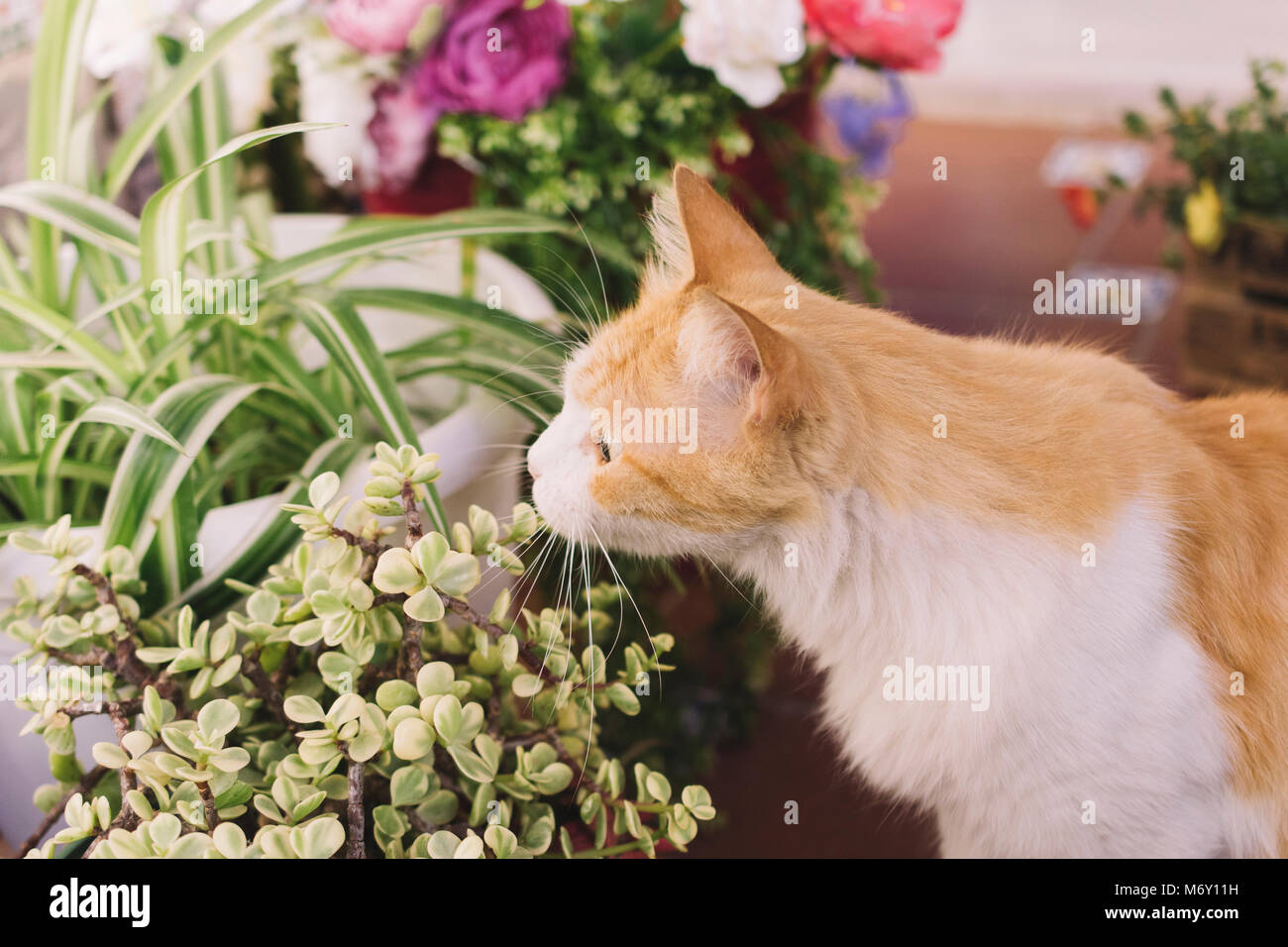 Katze blumen riechen -Fotos und -Bildmaterial in hoher Auflösung – Alamy