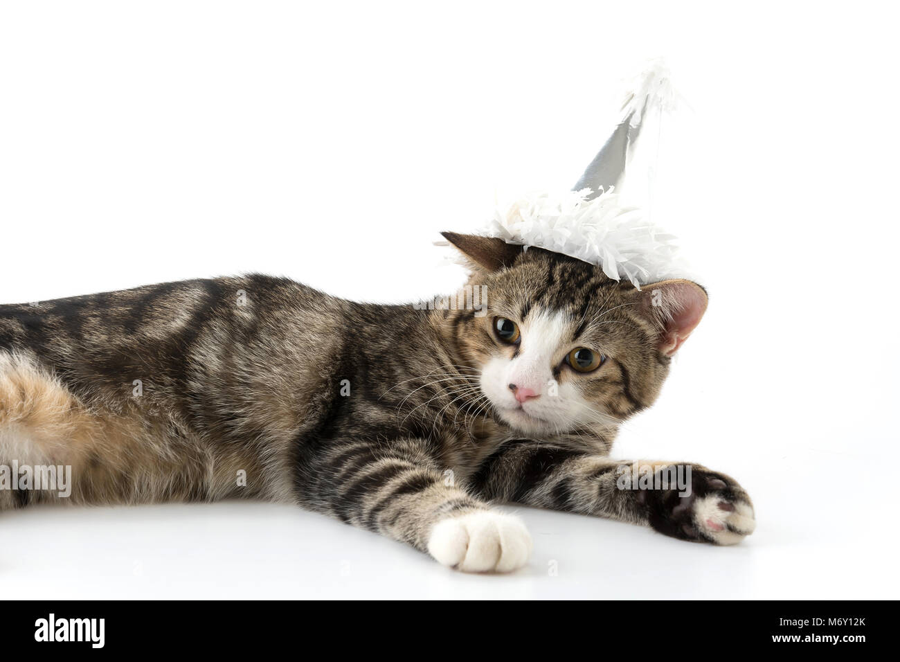 Katze mit Hut auf weißem Hintergrund Stockfotografie - Alamy