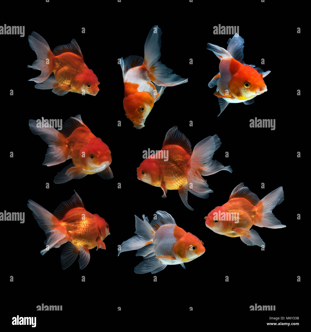 Gold fish black background -Fotos und -Bildmaterial in hoher Auflösung ...