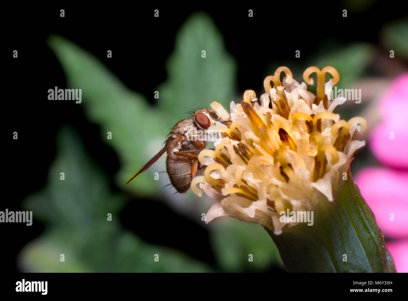 Weiße fliege Stockfotos und -bilder Kaufen - Alamy