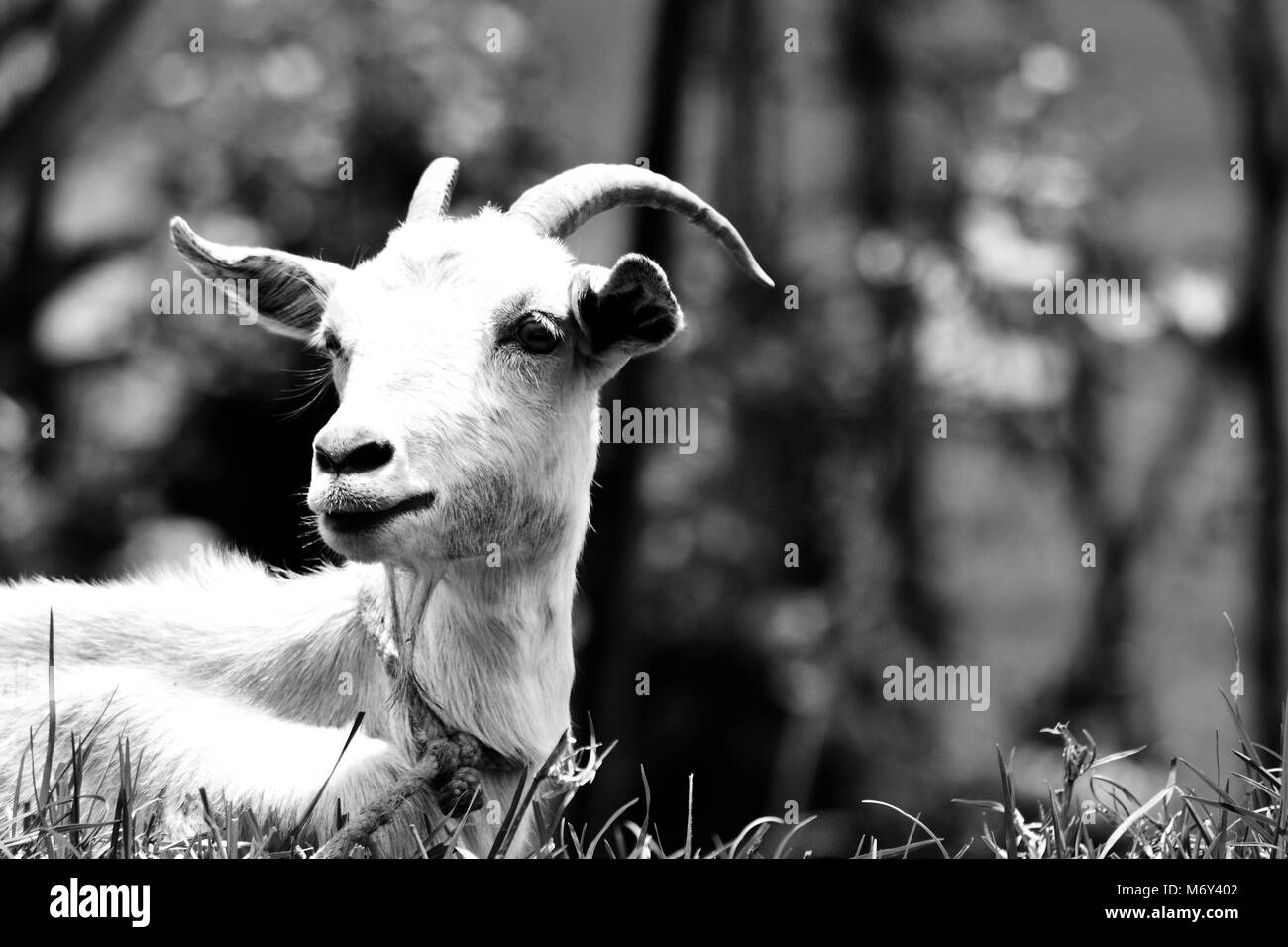 Goat profile Schwarzweiß-Stockfotos und -bilder - Alamy