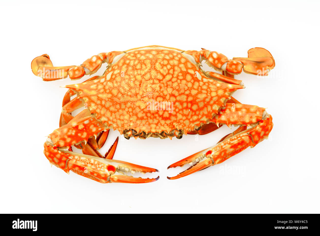 Fisch und krabben Ausgeschnittene Stockfotos und -bilder - Alamy