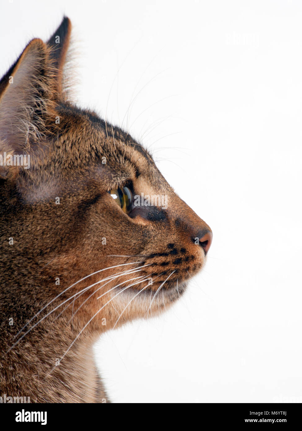 Profil katze -Fotos und -Bildmaterial in hoher Auflösung – Alamy