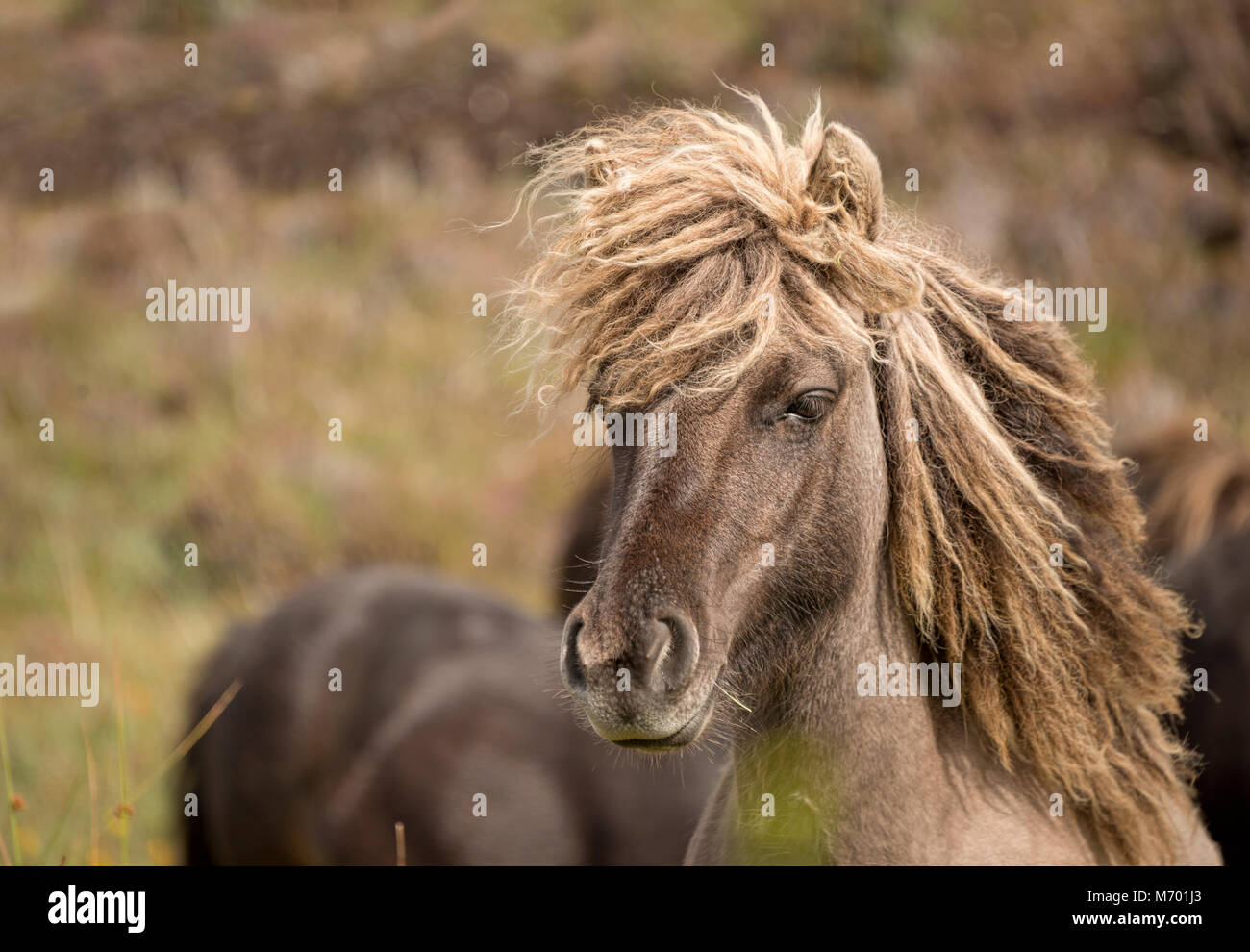 Shetland pony South Uist Äußere Hebriden Schottland Stockfotografie - Alamy