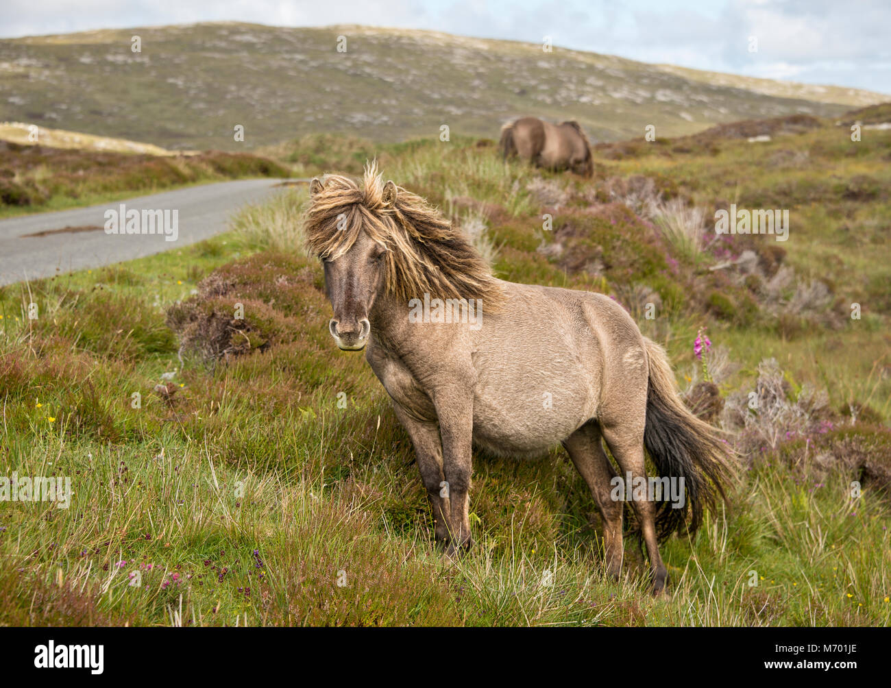 Shetland pony -Fotos und -Bildmaterial in hoher Auflösung – Alamy