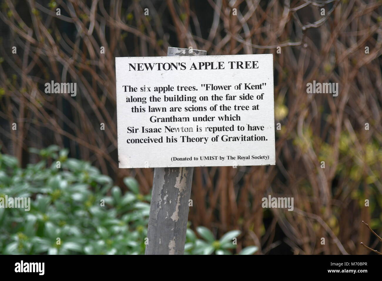 Isaac Newton Tree Stockfotos und -bilder Kaufen - Alamy