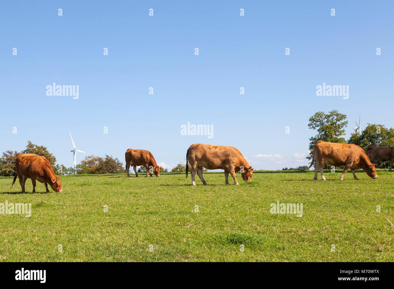 Herde von Braun Limousin Rinder Kühe, Rinder grasen vor der ...