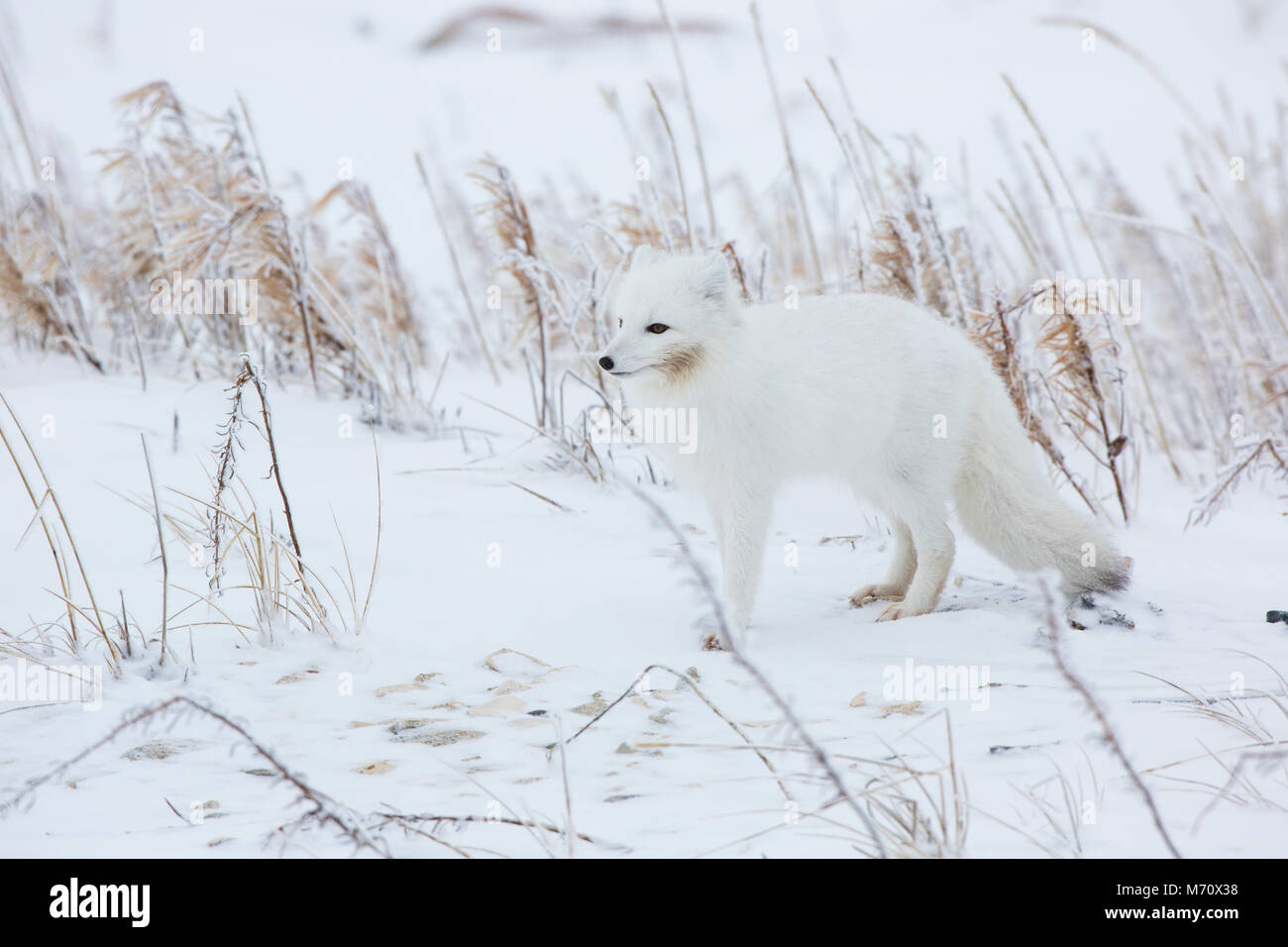 Polarfüchse im winter -Fotos und -Bildmaterial in hoher Auflösung – Alamy
