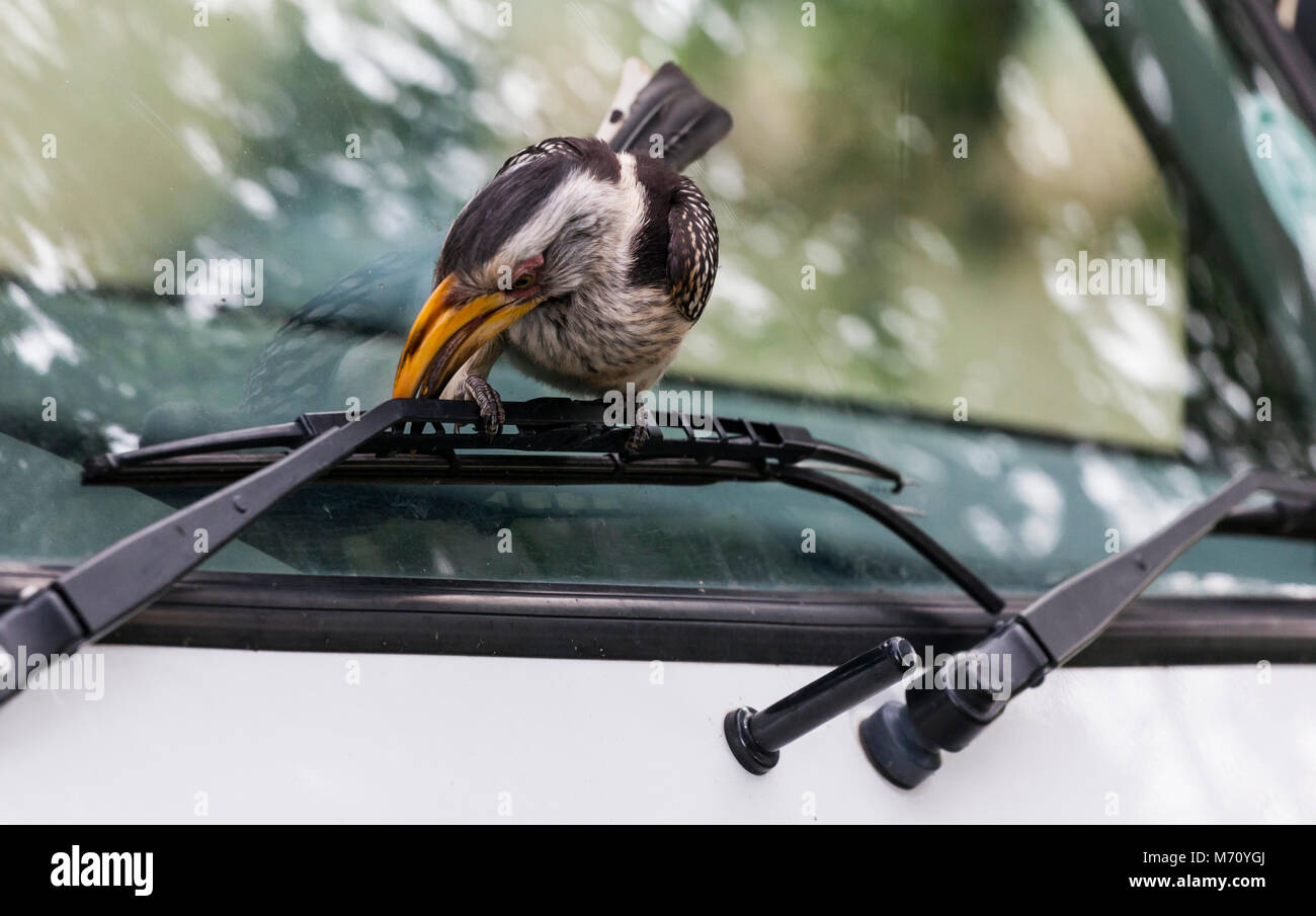 Vogel auf der windschutzscheibe -Fotos und -Bildmaterial in hoher ...