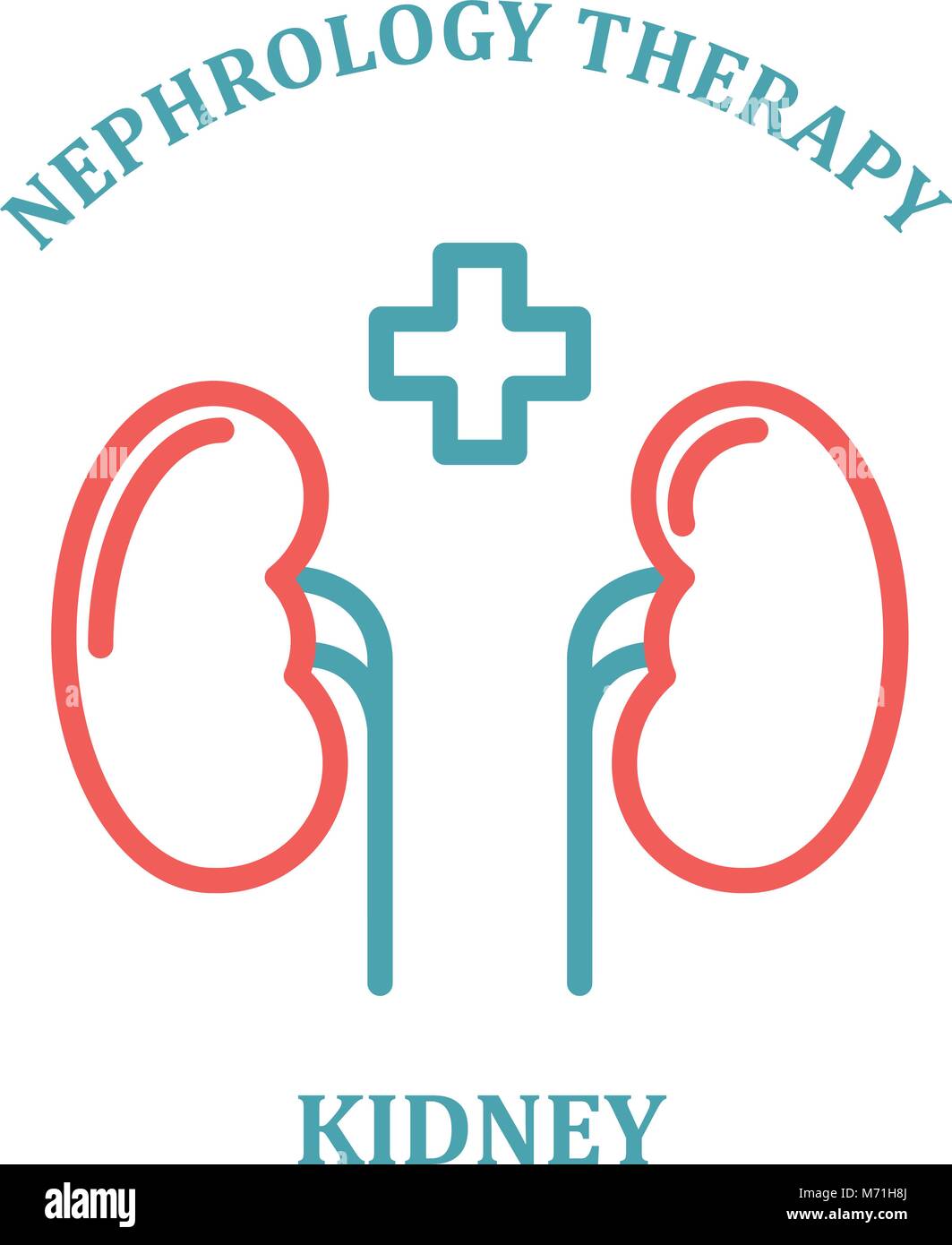Nephrologie vektor vektoren -Fotos und -Bildmaterial in hoher Auflösung ...