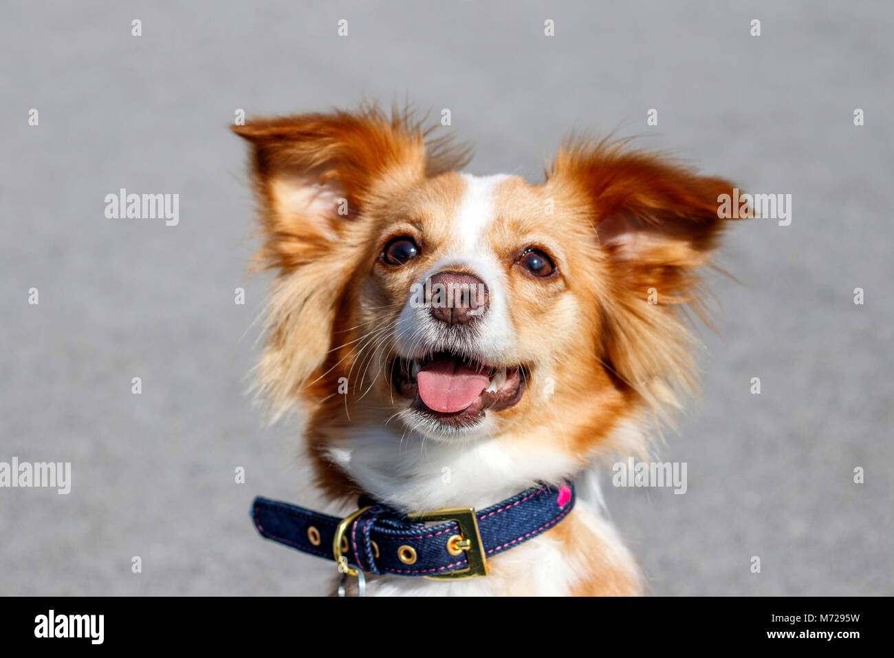 Hund pfote logo -Fotos und -Bildmaterial in hoher Auflösung – Alamy
