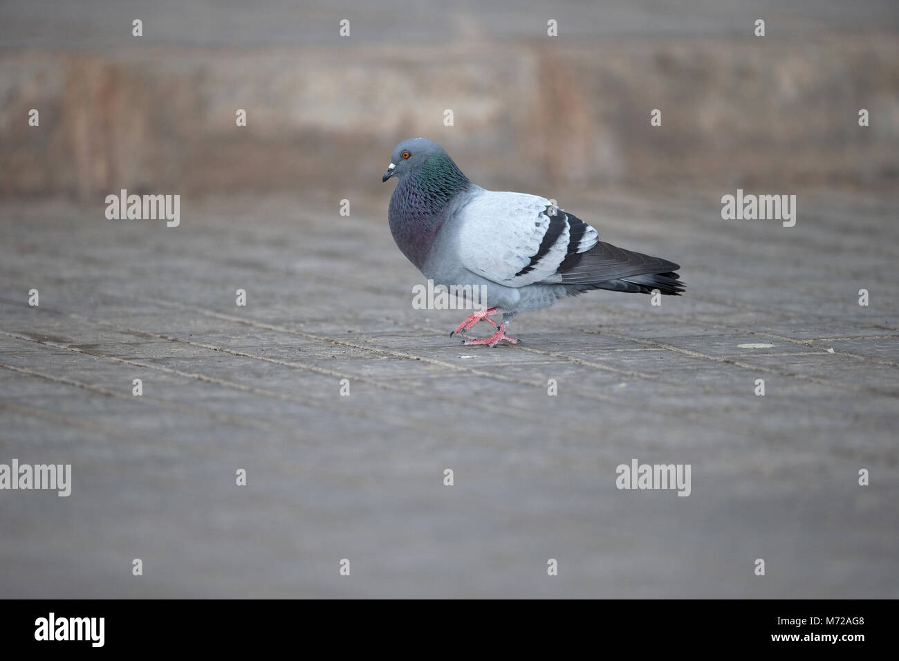 Kanarische felsentauben -Fotos und -Bildmaterial in hoher Auflösung – Alamy