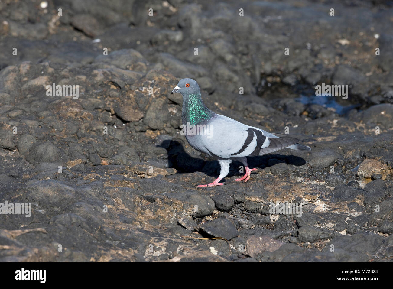 Kanarische felsentauben -Fotos und -Bildmaterial in hoher Auflösung – Alamy