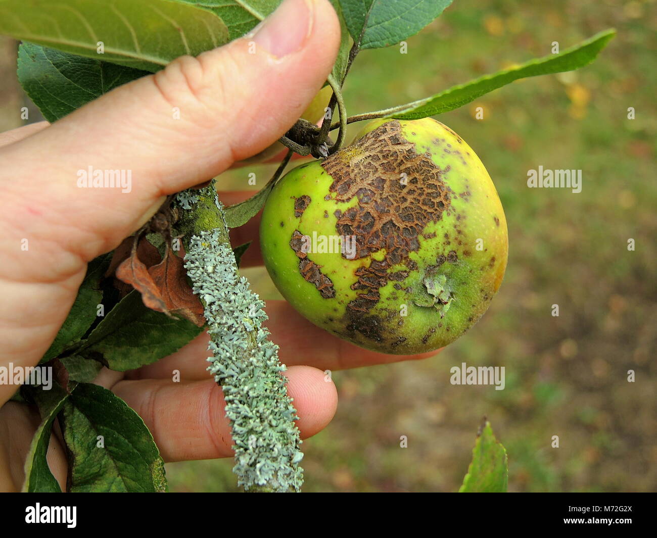Fungal cultures -Fotos und -Bildmaterial in hoher Auflösung – Alamy