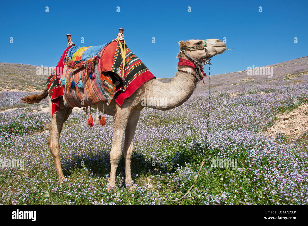 Israel camel -Fotos und -Bildmaterial in hoher Auflösung – Alamy