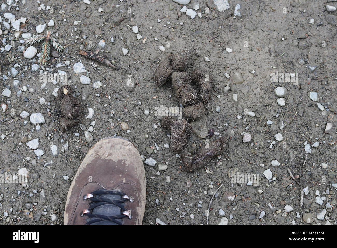 Wolf scat -Fotos und -Bildmaterial in hoher Auflösung – Alamy