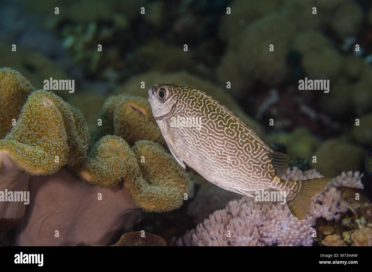 Siganus spinus -Fotos und -Bildmaterial in hoher Auflösung – Alamy
