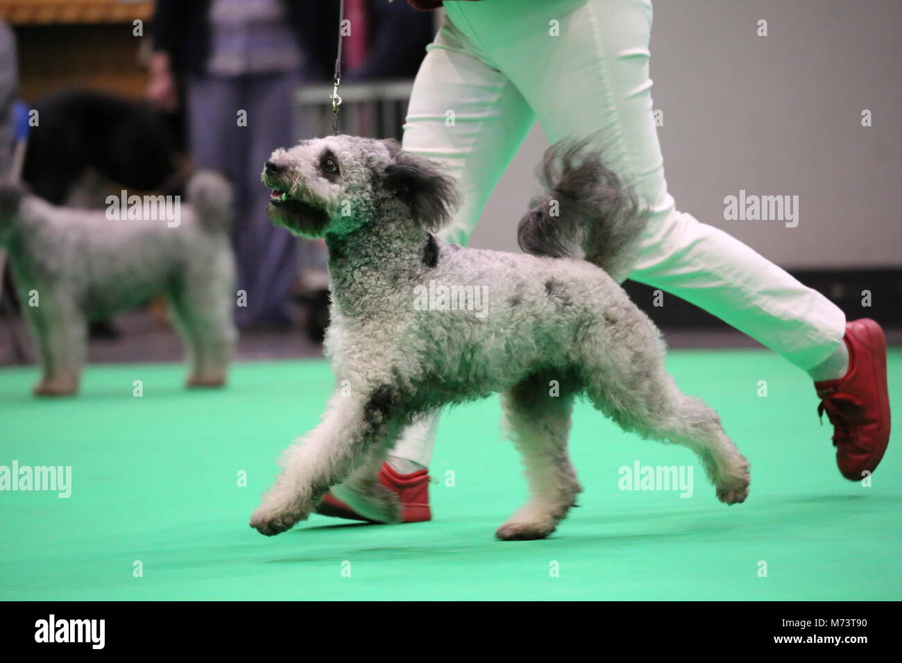 Pumi hund -Fotos und -Bildmaterial in hoher Auflösung – Alamy