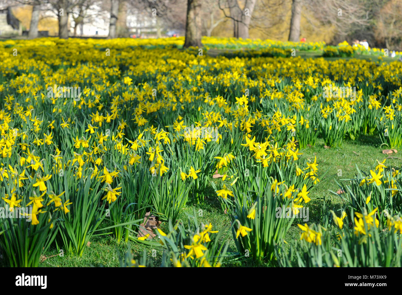 London, Großbritannien. Vom 8. März 2018. UK Wetter - osterglocken ...